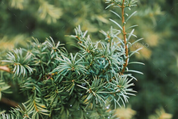 close up of yew needles. coniferous plant. branches of a yew Stock ...