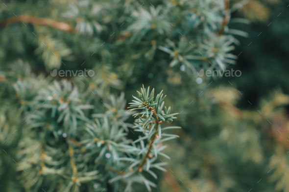 close up of yew needles. coniferous plant. branches of a yew Stock ...
