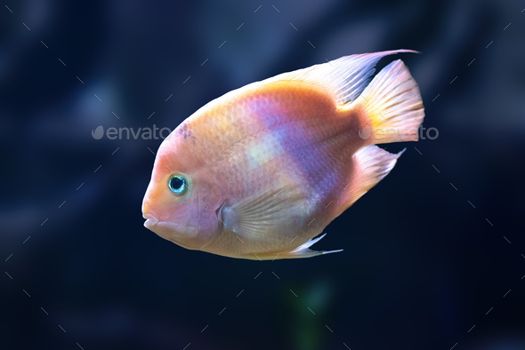 Midas Cichlid (Amphilophus citrinellus) - Freshwater Fish Stock Photo ...