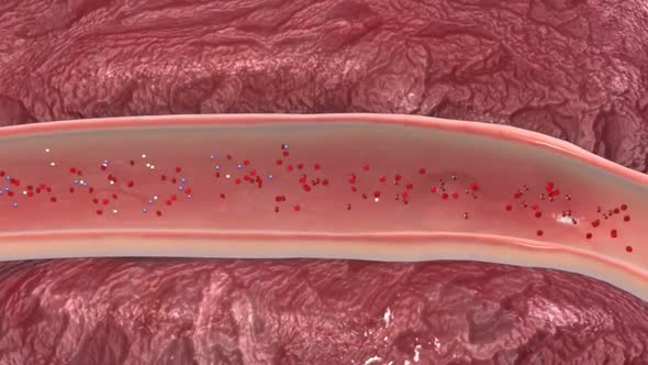 Platelets flow in blood vessels,3D animation., Motion Graphics | VideoHive