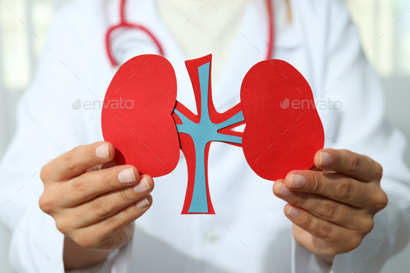 Kidneys in human hands, concept for national kidney day. Stock Photo by ...