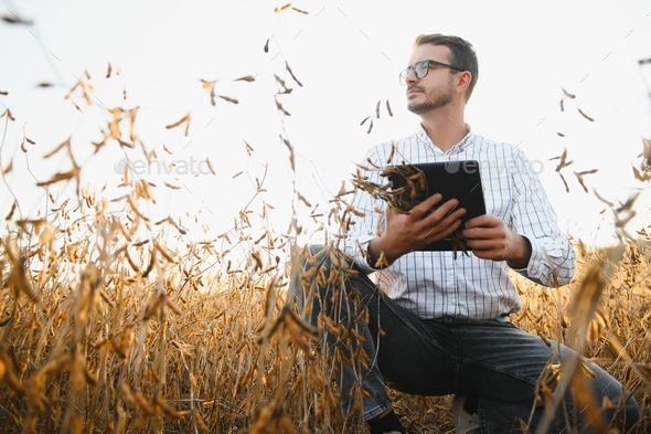 Agronomist inspects soybean crop in agricultural field - Agro concept ...