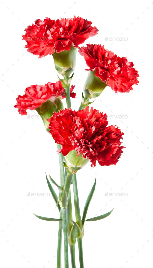 Bouquet of four red carnation flowers isolated on white background ...