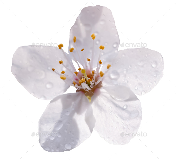 Spring Cherry blossoming with rain drops,Isolated Single White sakura ...