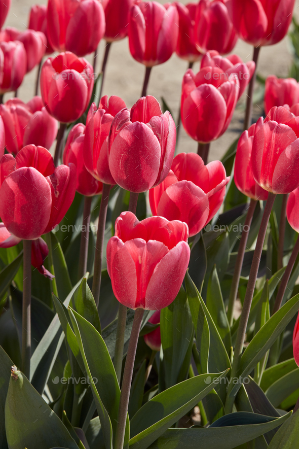 Tulip Rosy Delight, pink flowers in spring sunlight Stock Photo by ...