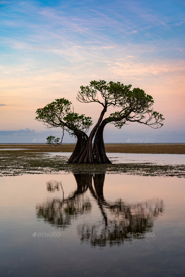 Dancing Mangrove Trees of Sumba Island in Indonesia. Stock Photo by ...