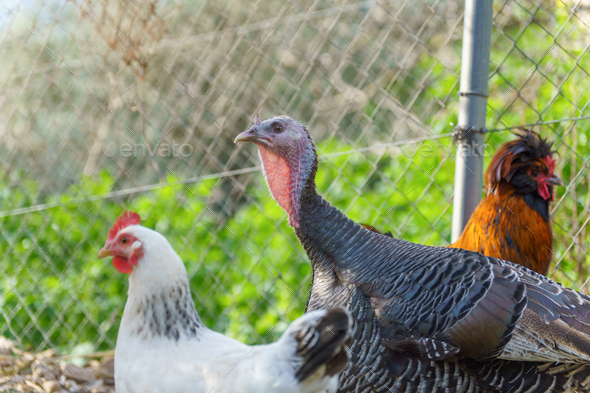 turkey in a farmyard pen Stock Photo by wirestock | PhotoDune