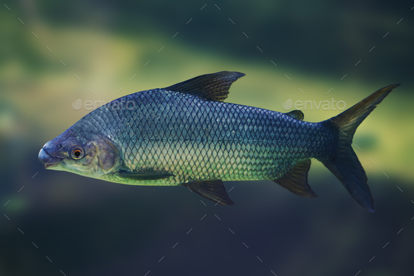 Streaked prochilod (Prochilodus lineatus) - Freshwater fish Stock Photo ...