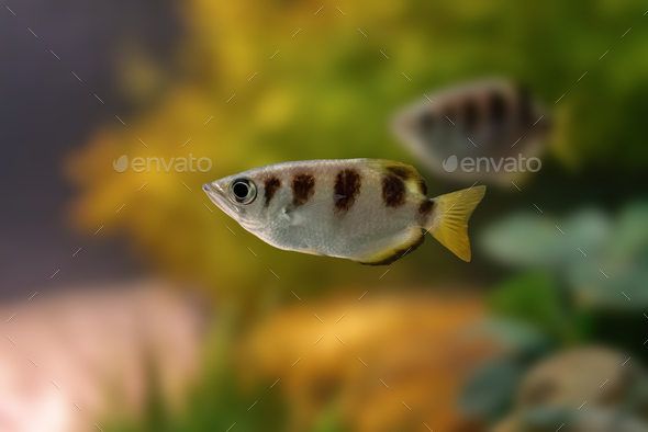 Banded Archerfish (Toxotes jaculatrix) - Marine fish Stock Photo by ...
