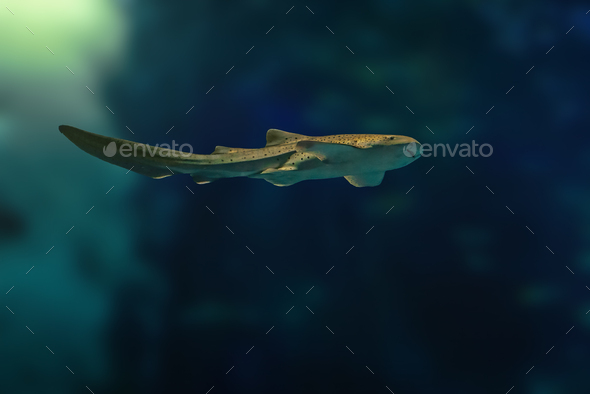 Zebra Shark (Stegostoma tigrinum) underwater Stock Photo by diegograndi