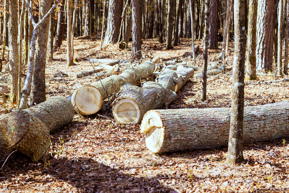 Tree logs are stacked in forest before being sent to a sawmill after ...