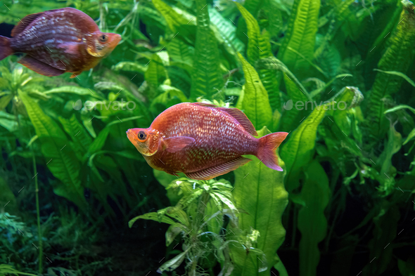 Red Rainbowfish (Glossolepis incisus) - Freshwater fish Stock Photo by ...
