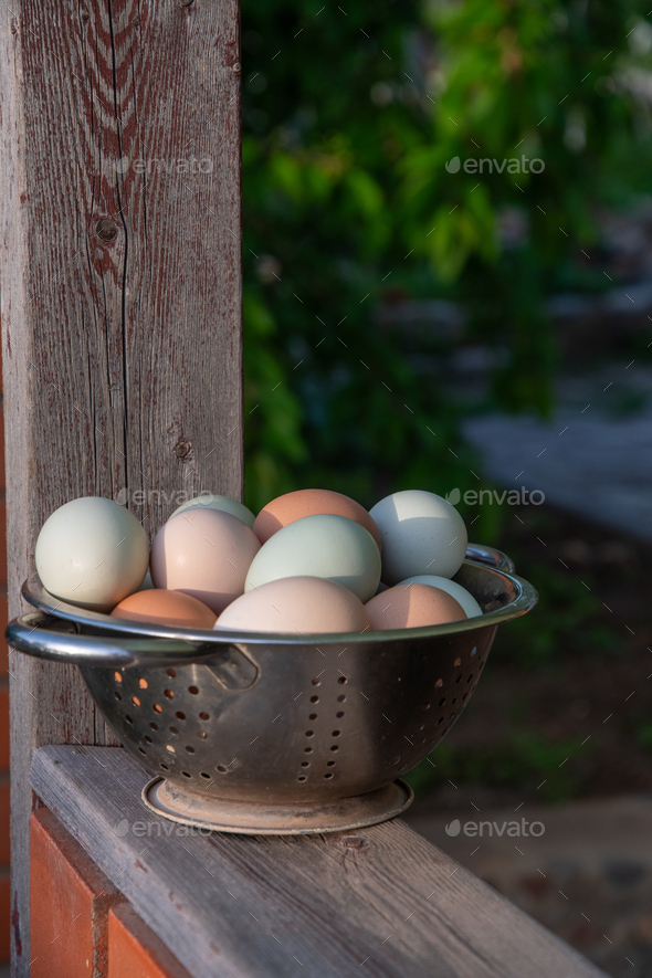 colander with fresh organic chicken eggs of different colors,collected ...