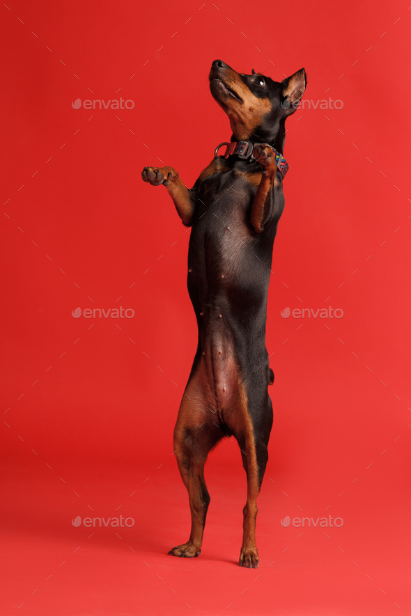 A miniature pinscher stands on its hind legs on a red background, a ...