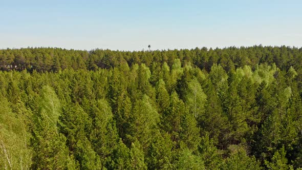 A Huge Thicket of Coniferous Green Forest While Summer Time, Stock Footage