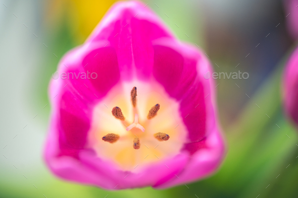 Macro photo of a tulip, top view, structure of flower, pistil and ...