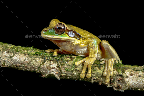 Masked tree frog on branch at night Stock Photo by CreativeNature_nl