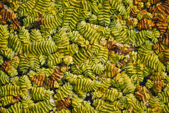 Floating fern Salvinia natans on water surface. Beautiful texture ...