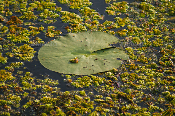 Small water fern - Salvinia natans with a big leaf of water lily Stock ...