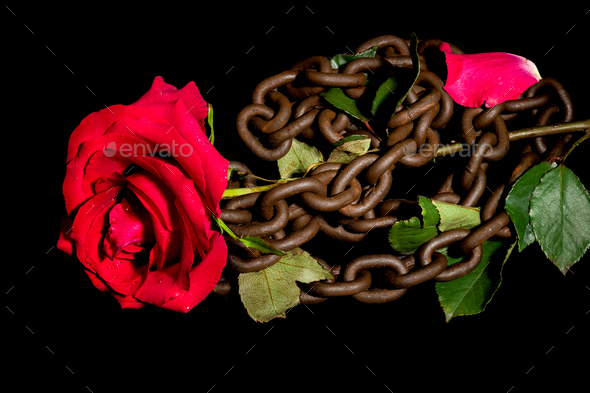 Rusty chain and red rose on a black background. Stock Photo by Multipedia