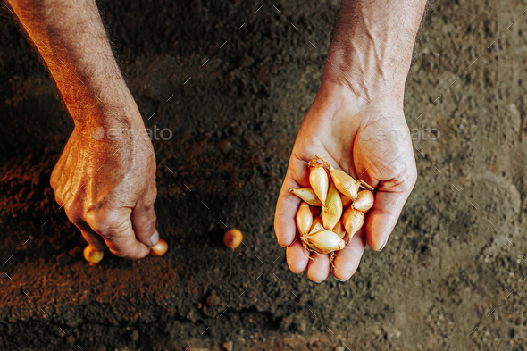 Authentic hands holding a kernel and plating it in the ground ...