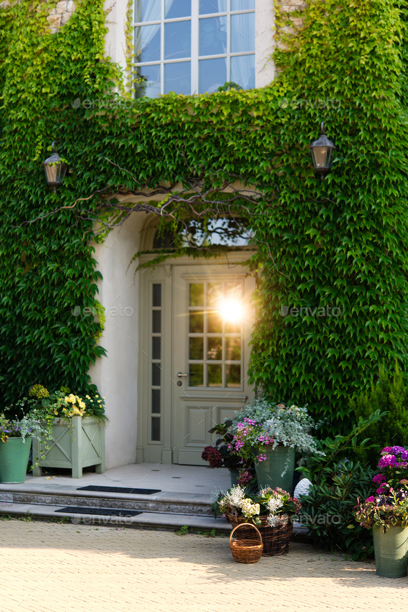 Doors overgrown by Ivy on house facade, external wall of the house ...