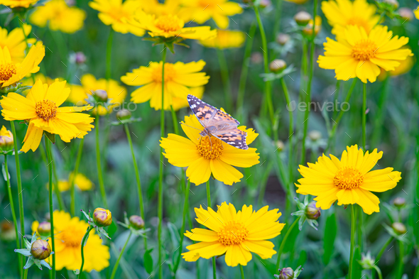Field Of Yellow Flower Lance Leaved, Coreopsis Lanceolata, Lanceleaf ...
