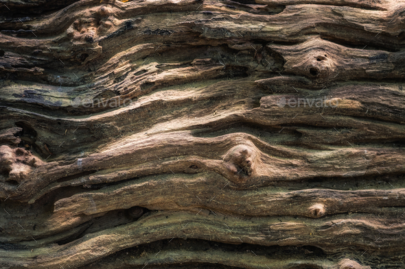 Surface bark wood wave pattern Stock Photo by Mumemories | PhotoDune
