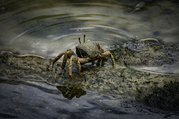 male fiddler crab in the mud with huge claw Stock Photo by Chris_Willemsen