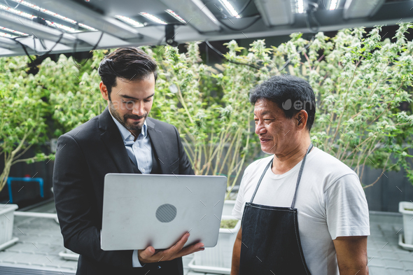 business owner person of cannabis cultivation farming checking a ...