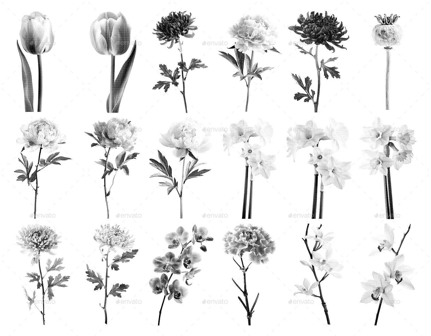 Halftone Flowers | 45 Image Pack, Graphics | GraphicRiver