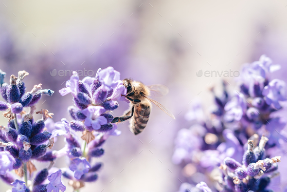 Pollination with bee and lavender with sunshine, sunny lavender. Stock ...