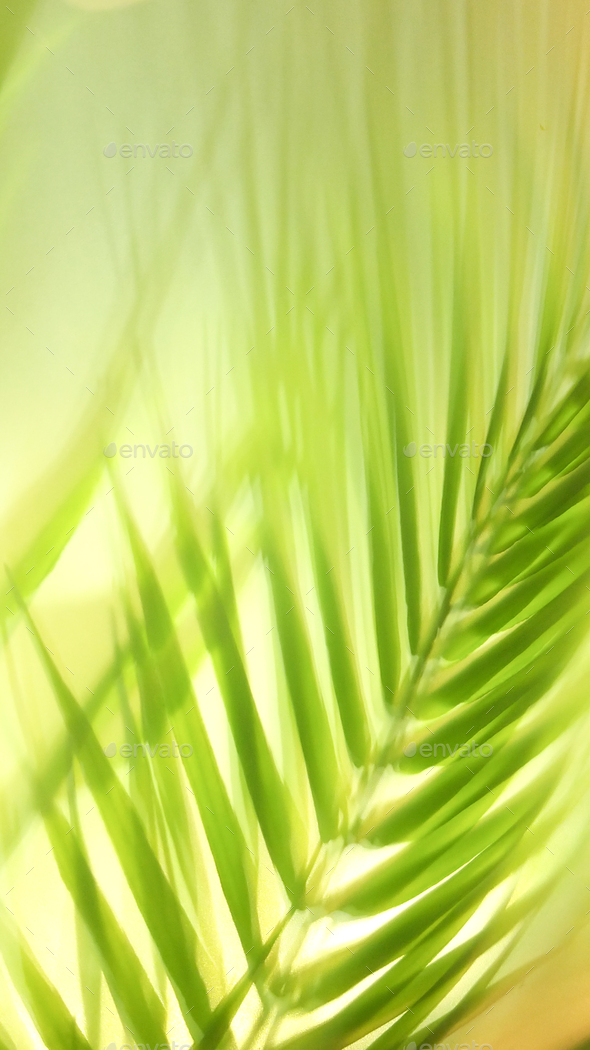 Abstract green background with palm leaf and shadow of the palm leaf ...
