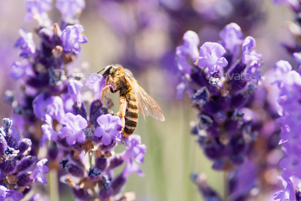 Pollination with bee and lavender with sunshine, sunny lavender. Stock ...