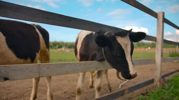 Cow Shaking Head in Enclosure, Stock Footage | VideoHive