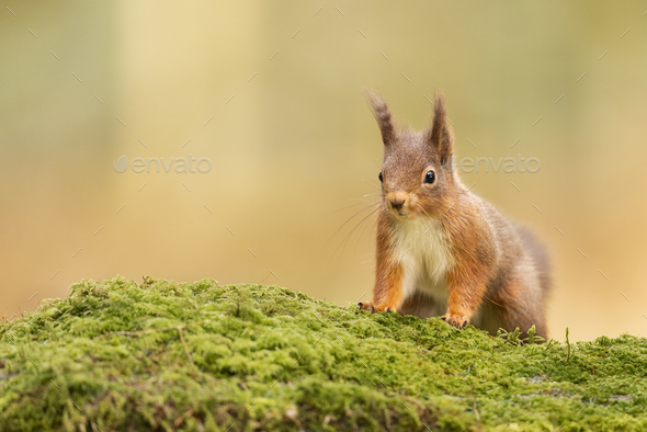 Red Squirrel, Shap, 5.3.24 Stock Photo by wirestock | PhotoDune