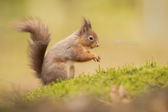 Red Squirrel, Shap, 5.3.24 Stock Photo by wirestock | PhotoDune