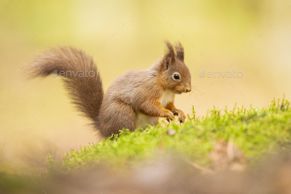 Red Squirrel, Shap, 5.3.24 Stock Photo by wirestock | PhotoDune