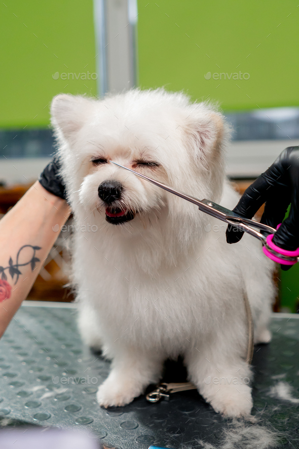 close up in the grooming salon small white Spitz is washed groomer ...