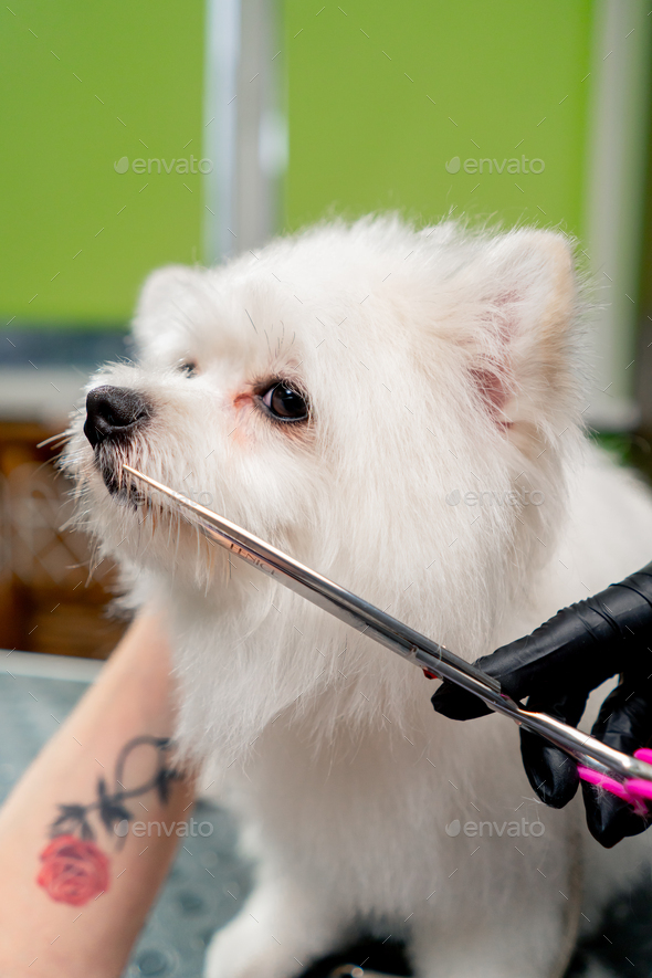 close up in the grooming salon small white Spitz is washed groomer ...