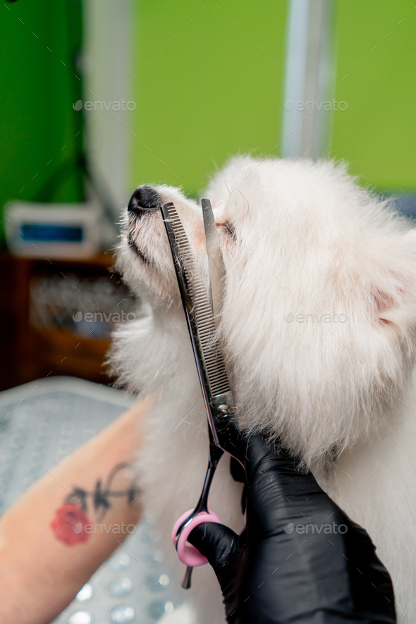 close up in the grooming salon small white Spitz is washed groomer ...