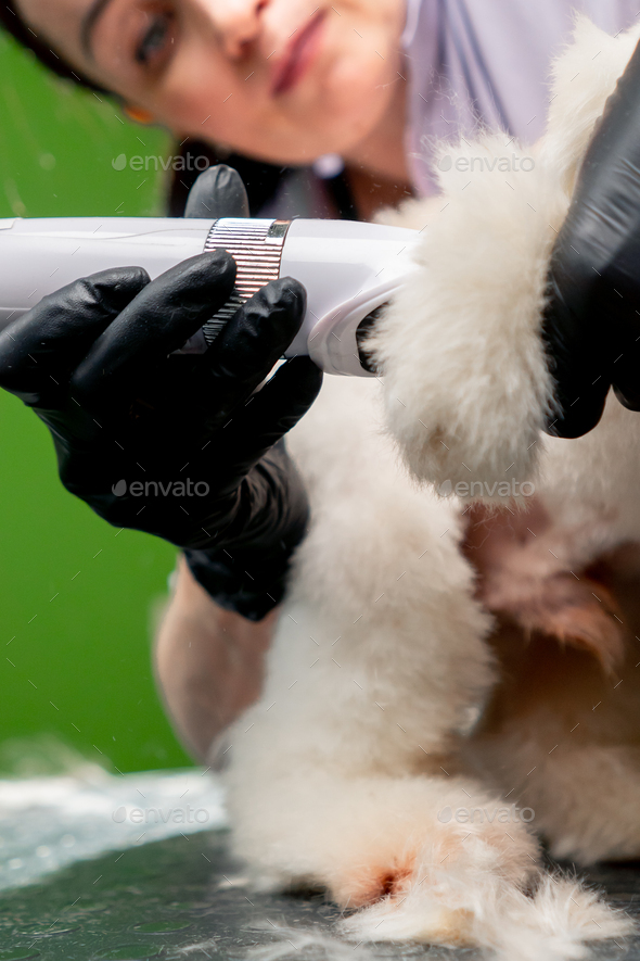 close up in the grooming salon small white Spitz is washed groomer ...