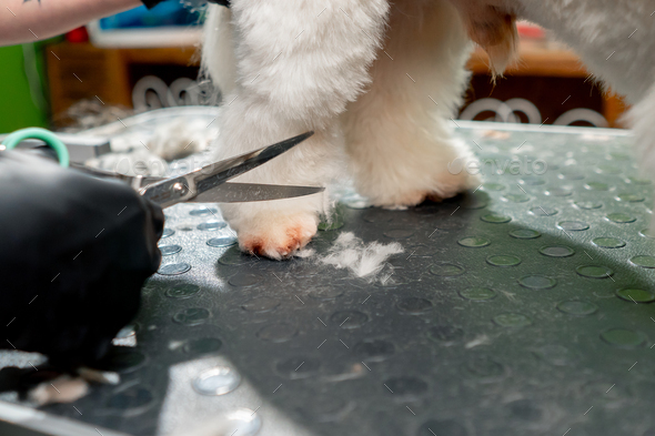 close up in the grooming salon small white Spitz is washed groomer ...