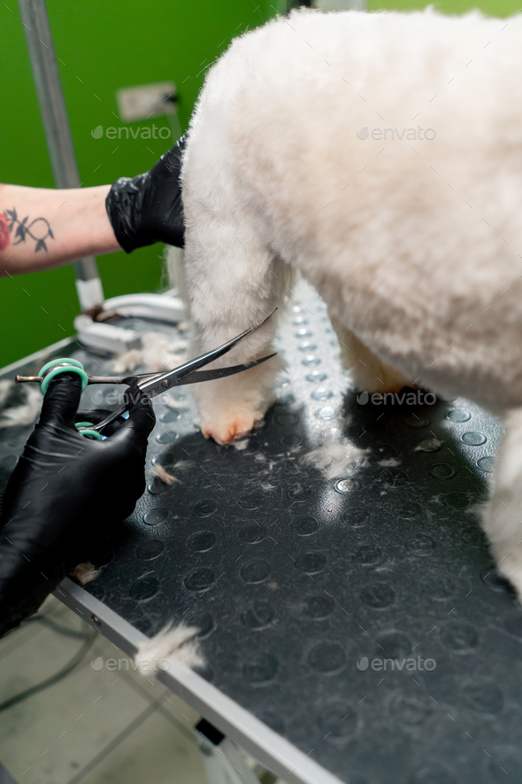close up in the grooming salon small white Spitz is washed groomer ...