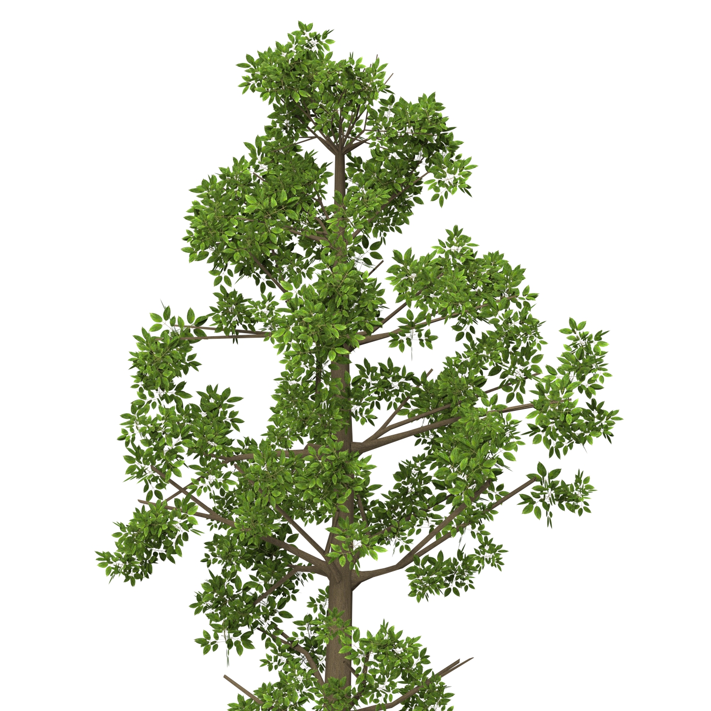 Game Ready Tree 06 by plantworld3d | 3DOcean