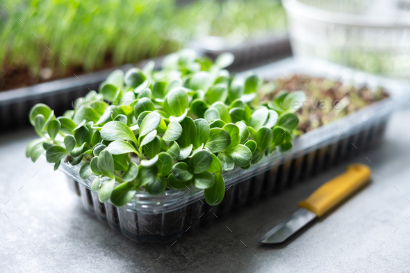 Harvest of milk thistle microgreens sprouts Stock Photo by ivankmit