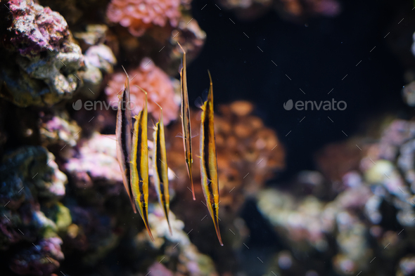 Razorfish Aeoliscus strigatus fish in sea Stock Photo by Dmitry_Rukhlenko