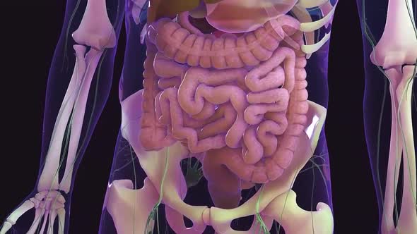 digestive system 4.mov, Motion Graphics | VideoHive