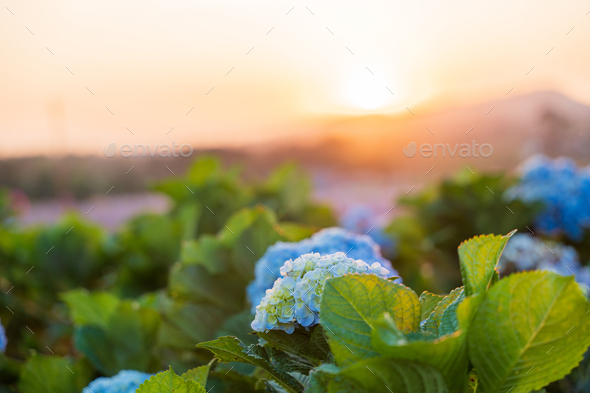 Hydrangea flower in a garden with sunset sky background. Soft focus ...