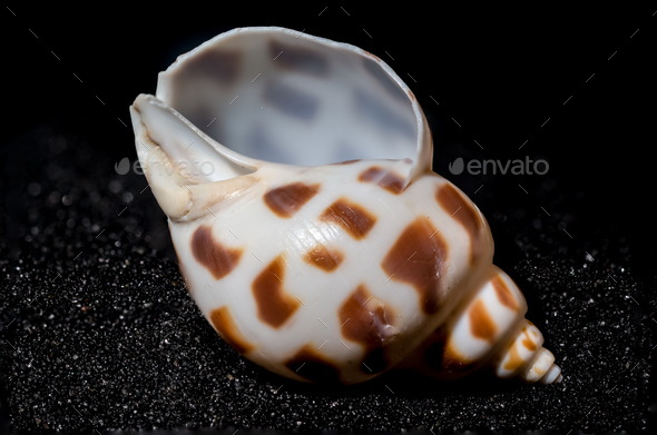 Babylonia Areolata shell on a black sand background Stock Photo by ...
